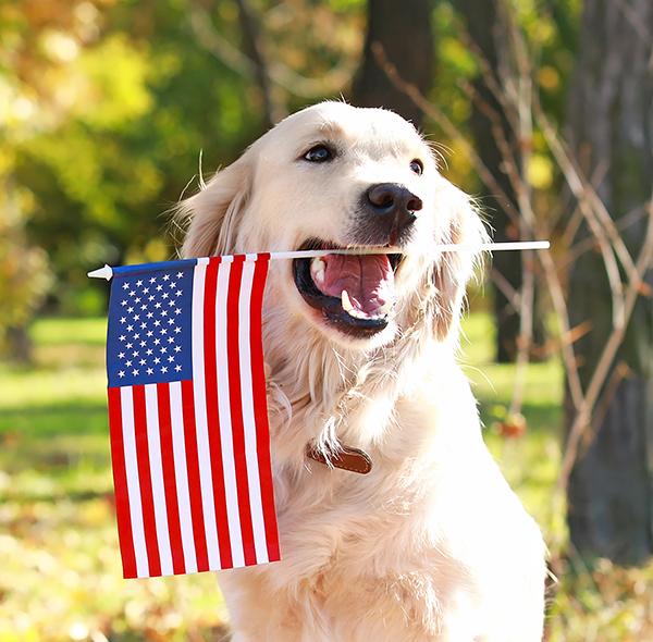 US Service Animals - Service Animal Training